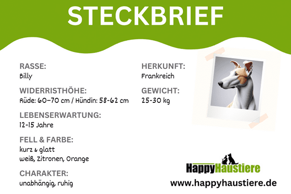 ᐅ Billy im Portrait: Haltung & Pflege | HappyHaustiere.de