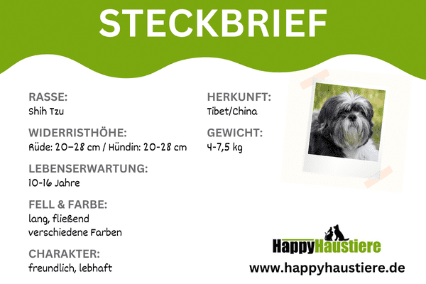 ᐅ Shih Tzu im Portrait: Haltung & Pflege | HappyHaustiere.de